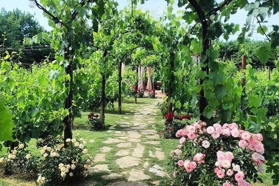 Vineyard Walk, Lunch or Dinner with Wine Tasting - Practicalities: What You Need to Know