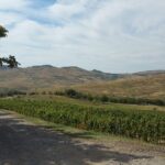 Vineyards and wine tasting experience - Who Will Love This Tour?