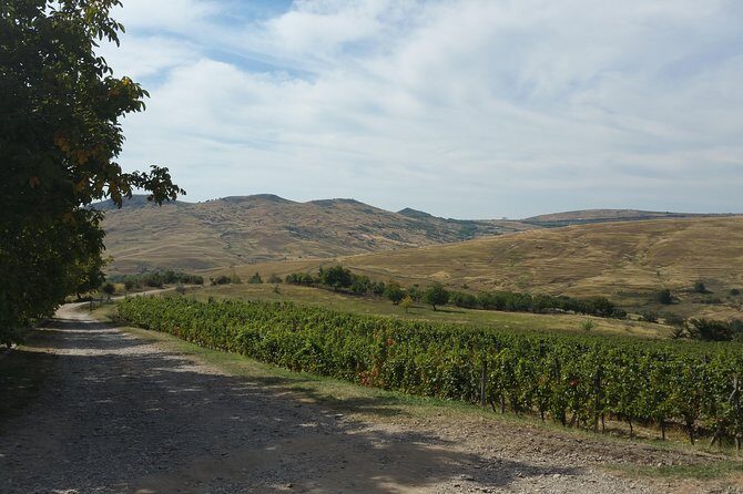 Vineyards and wine tasting experience - Who Will Love This Tour?