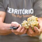 Vinho Verde Experience with 2 Wineries and Lunch - Stop 1: Soalheiro Winery in Melgaço