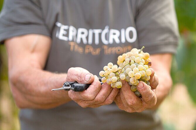 Vinho Verde Experience with 2 Wineries and Lunch - Stop 1: Soalheiro Winery in Melgaço