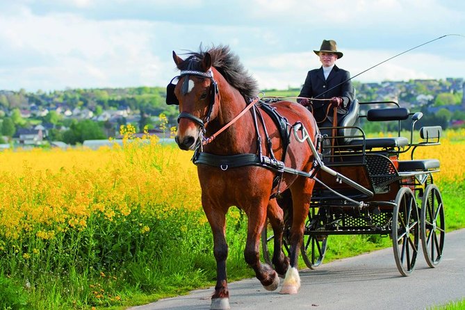 Vinyard Tour By Horse & Carriage With Delicious Tasting - Umbria - Key Points