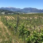VIP Ronda Wine Tour and Tasting and Gourmet Lunch Experience with Winemaker - The Itinerary: A Day in the Heart of Ronda’s Vineyards