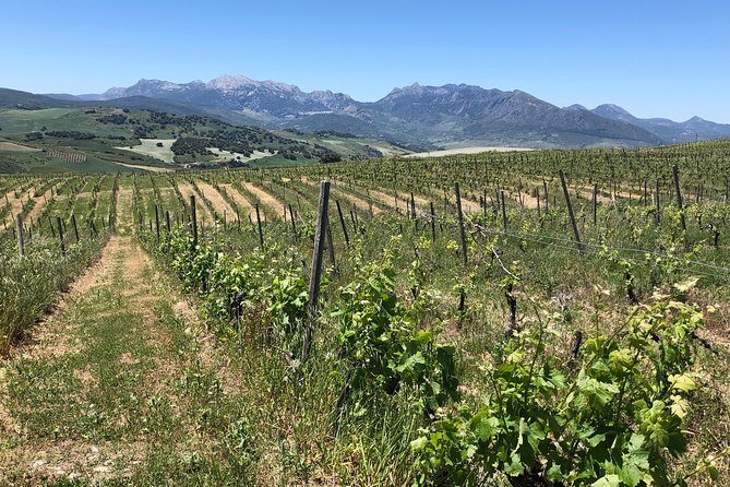 VIP Ronda Wine Tour and Tasting and Gourmet Lunch Experience with Winemaker - The Itinerary: A Day in the Heart of Ronda’s Vineyards