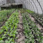 Visit a Farm on the Island of Pico - What You Can Expect During the Tour