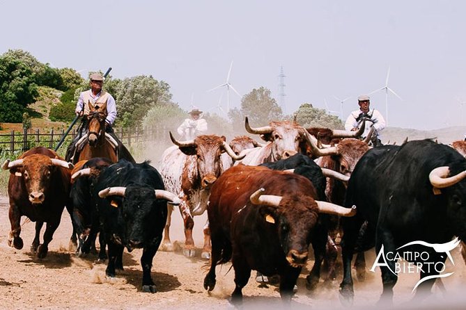 Visit Alvaro Domecq Horses and Brave Bulls in Freedom - Key Points: