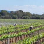 VISIT BODEGAS BORDOY ,DEGUSTACION 5 WINES, FINGER FOOD - A Thoughtful Gift and Longer Enjoyment
