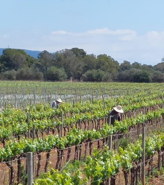 VISIT BODEGAS BORDOY ,DEGUSTACION 5 WINES, FINGER FOOD - A Thoughtful Gift and Longer Enjoyment