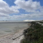 Visit Camargue and Espiguette Lighthouse from Montpellier - In-Depth Look at the Itinerary