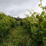 Visit Quinta de Sobre a Fonte with wine tasting and transportation - Why You’ll Love the Experience