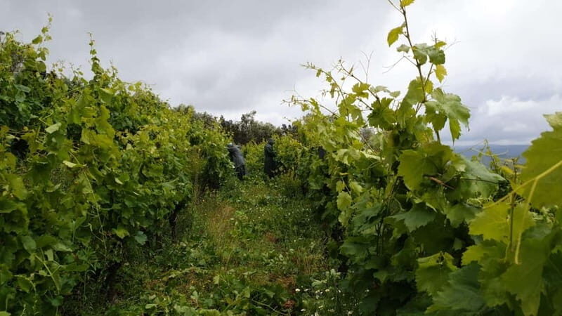 Visit Quinta de Sobre a Fonte with wine tasting and transportation - Why You’ll Love the Experience