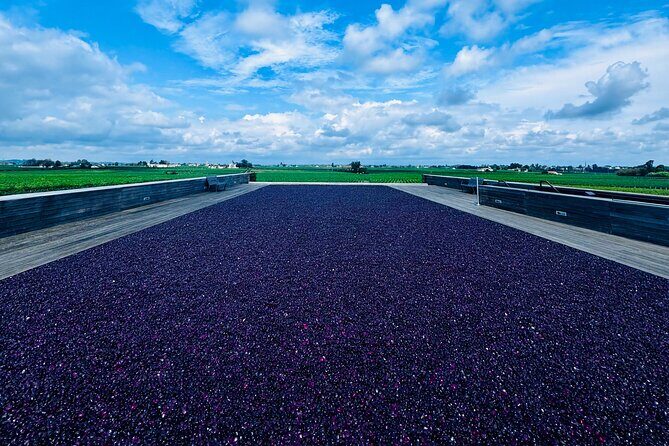 Visit Saint-Emilion and Pomerol:Vineyards, lunch and tastings included - Pricing and Value Analysis