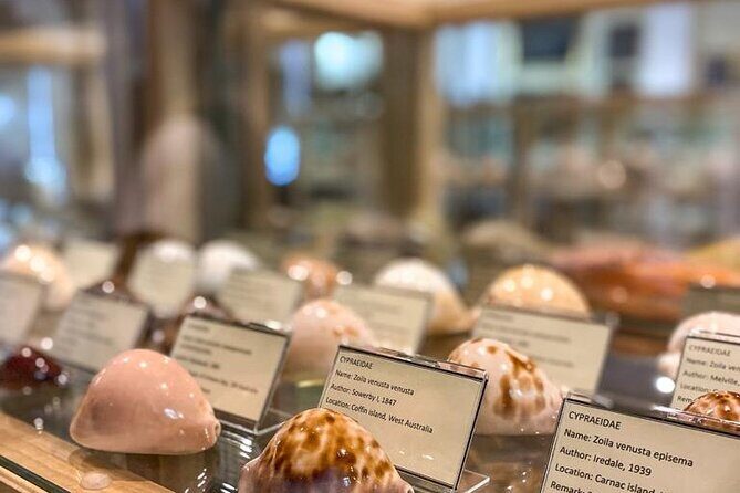 Visit Shell Museum Cavtat - Discovering the Shell Museum in Cavtat