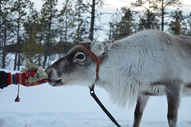 Visit the Sami and Reindeer in a Day Trip from Abisko - An Overview of the Experience