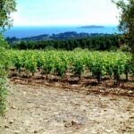Visit the vineyards and discover Bandol wines - Key Points