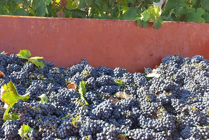 Visit to a Winery in Salento with Wine tasting and light lunch. From Lecce - Exploring the Salento Winery Experience