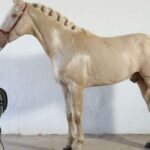 Visit to Angostura Stud + Wine - Who Will Love This Tour?