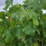 Visit to Quinta de Sobre a Fonte with wine tasting - pet friendly - Practical Details & Tips