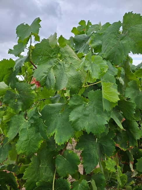 Visit to Quinta de Sobre a Fonte with wine tasting - pet friendly - Practical Details & Tips