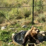 Visit to the bear wildlife area and the medieval tower - What to Expect from the Tour