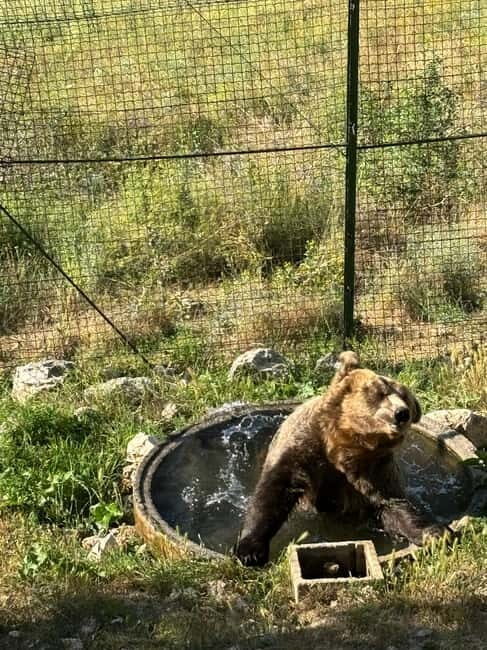 Visit to the bear wildlife area and the medieval tower - What to Expect from the Tour