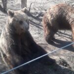 Visiting a Bear and Wolf Sanctuary - Practical Tips for Your Visit