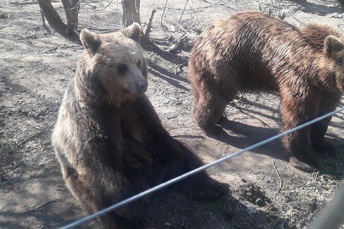 Visiting a Bear and Wolf Sanctuary - Practical Tips for Your Visit