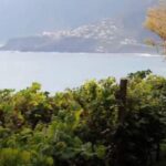 Visiting local Vineyard With Wine Tasting & Lunch included - An In-Depth Look at the Madeira Vineyard Tour