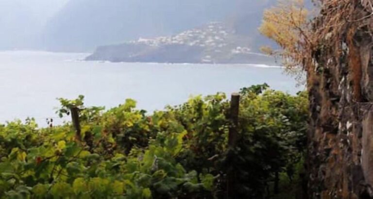 Visiting local Vineyard With Wine Tasting & Lunch included - An In-Depth Look at the Madeira Vineyard Tour