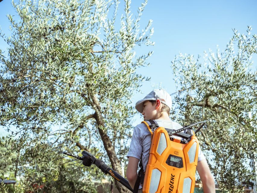 Volterra - Olive oil tasting with lunch or dinner - An In-Depth Look at the Experience