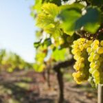 Vouvray wine half-day tour from Tours - Detailed Breakdown of the Tour Experience