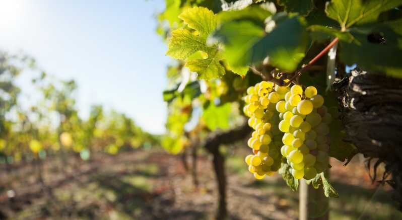Vouvray wine half-day tour from Tours - Detailed Breakdown of the Tour Experience