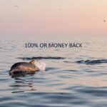 Vrsar: Dolphin Sunrise Adventure with Speedboat - What to Expect: The Details