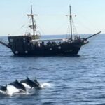 Vrsar: Dolphin Watching Boat Ride - A Deep Dive into the Experience