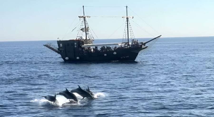 Vrsar: Dolphin Watching Boat Ride - A Deep Dive into the Experience