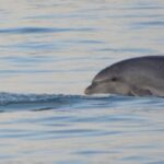 Vrsar: Dolphin Watching Boat Tour including Drinks - Who Will Love This Tour