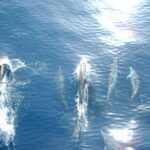 Vrsar: Dolphin Watching Boat Tour including Drinks - Wildlife Encounters: Dolphins and More