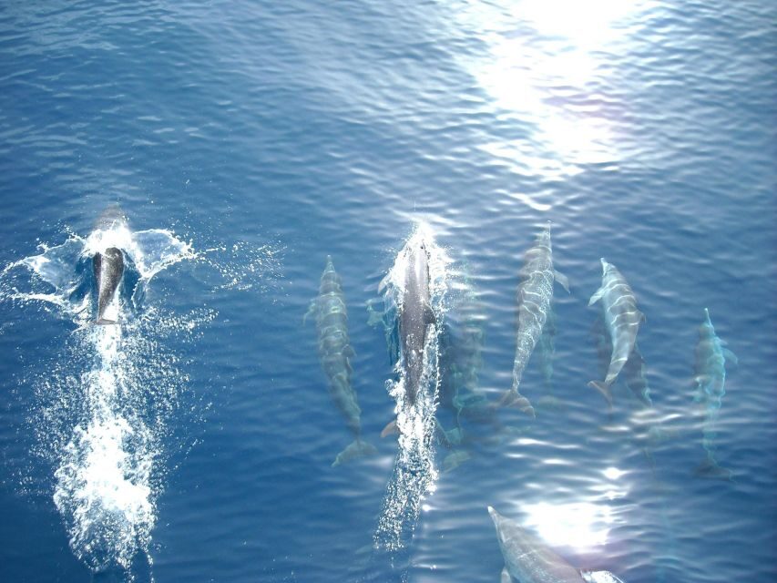 Vrsar: Dolphin Watching Boat Tour including Drinks - Wildlife Encounters: Dolphins and More