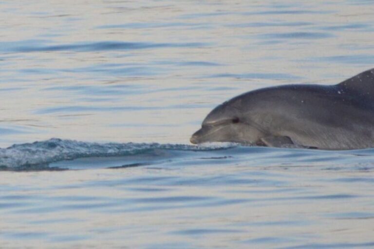Vrsar: Dolphin Watching Boat Tour including Drinks - Who Will Love This Tour