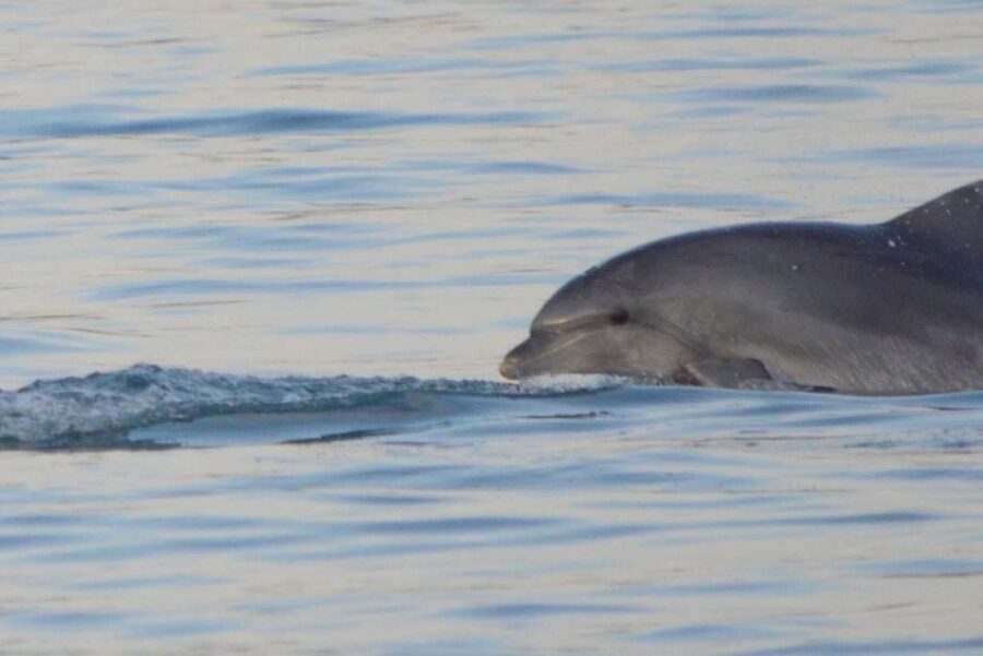 Vrsar: Dolphin Watching Boat Tour including Drinks - Who Will Love This Tour