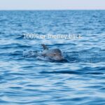 Vrsar: Dolphin-Watching Sunset Adventure with Speedboat - Authentic Experiences and Authentic Encounters