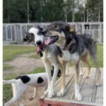 Vuokatti: Life with Huskies Experience - Who Should Try This?