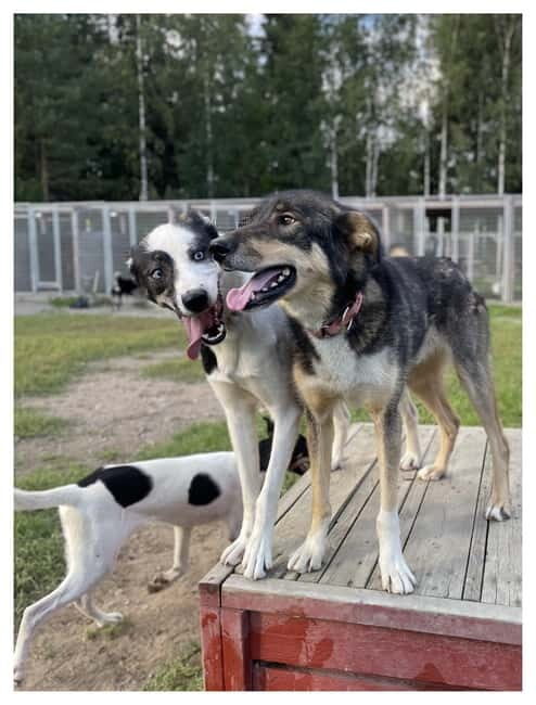 Vuokatti: Life with Huskies Experience - Who Should Try This?