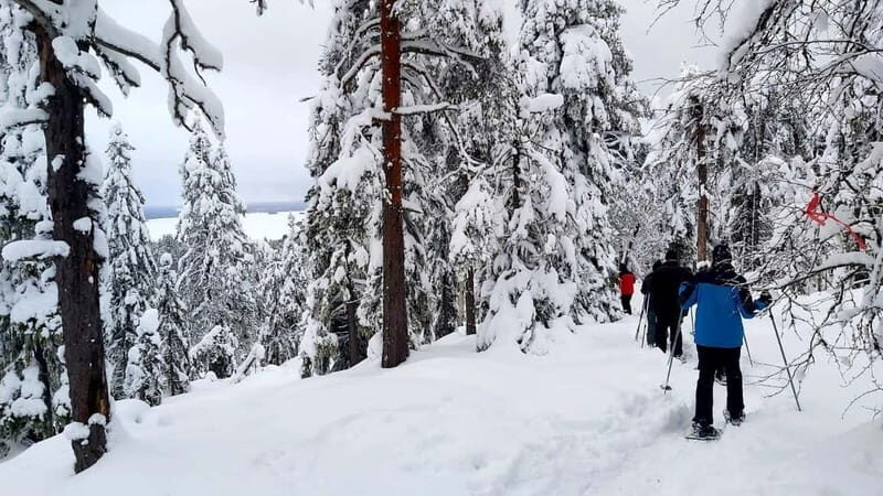 Vuokatti: Snowshoeing Adventure in the Forest - The Itinerary in Detail