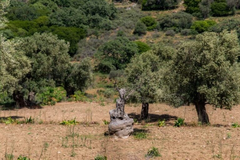 Walk among the olive trees (Small group experience) - What Travelers Say
