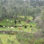 Walk through Hills With a Local Goat Herder and Their Goats - Final Thoughts: Is This Tour Right for You?