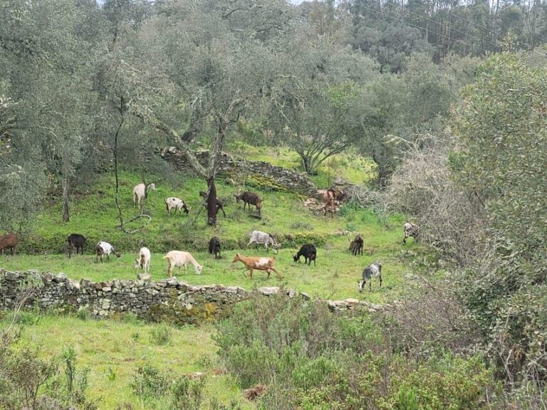 Walk through Hills With a Local Goat Herder and Their Goats - Final Thoughts: Is This Tour Right for You?