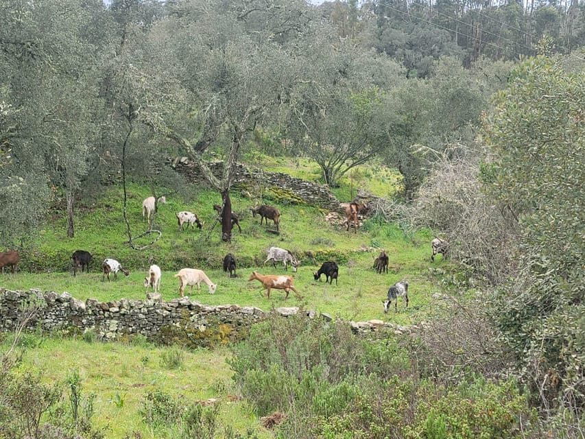 Walk through Hills With a Local Goat Herder and Their Goats - Final Thoughts: Is This Tour Right for You?