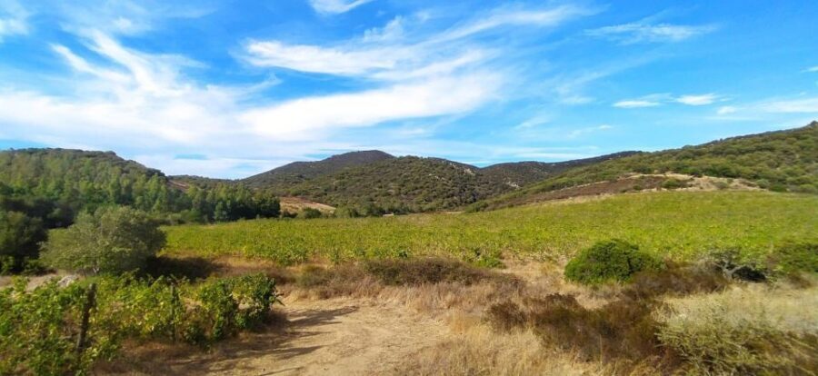 Walk through our vineyard and aperitif - Detailed Breakdown of the Itinerary