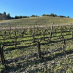 Walk through the vineyard with tasting - Learning about organic viticulture